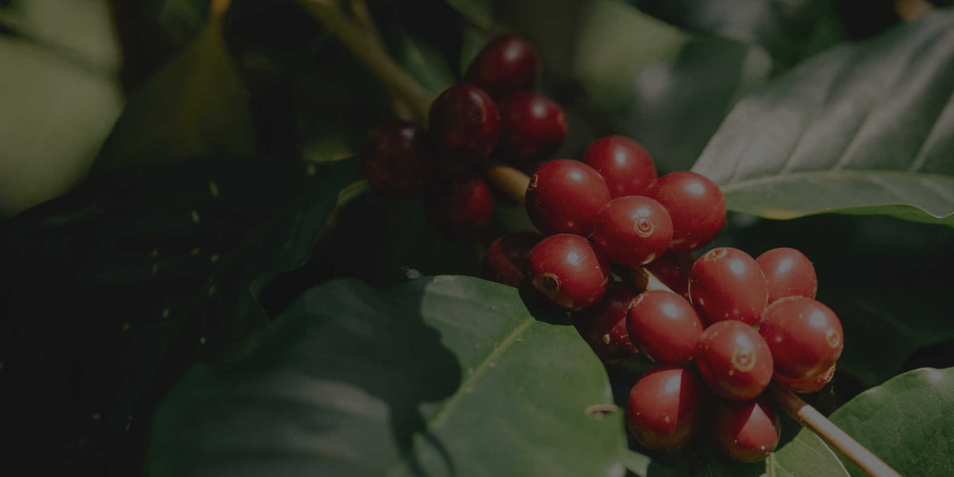 Sabino Coffee Co. – Torrefação
